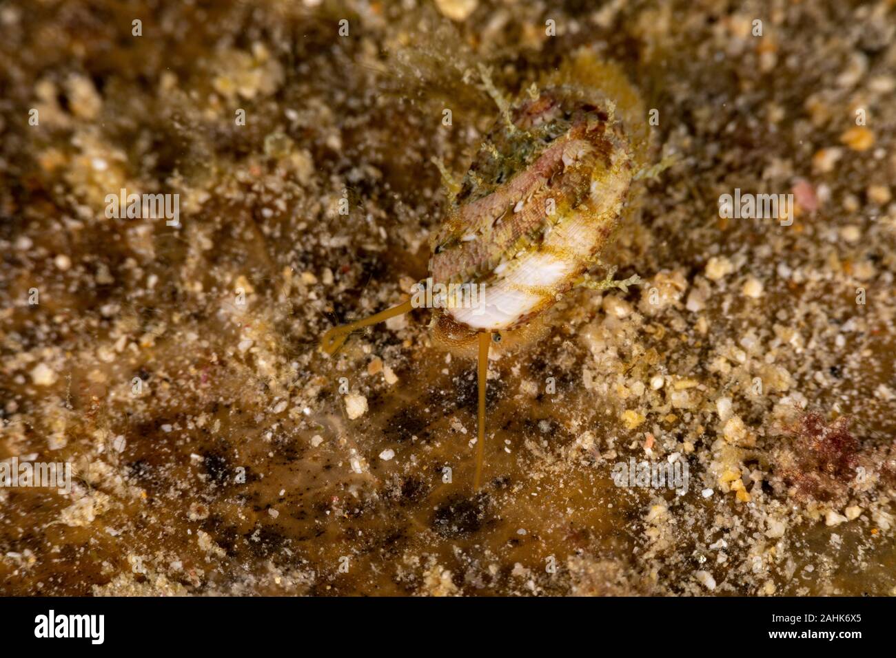 Yellow abalone crawling over leaf Stock Photo - Alamy