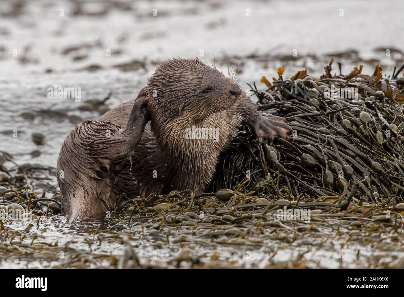 Otter in Seaweed Stock Photo - Alamy