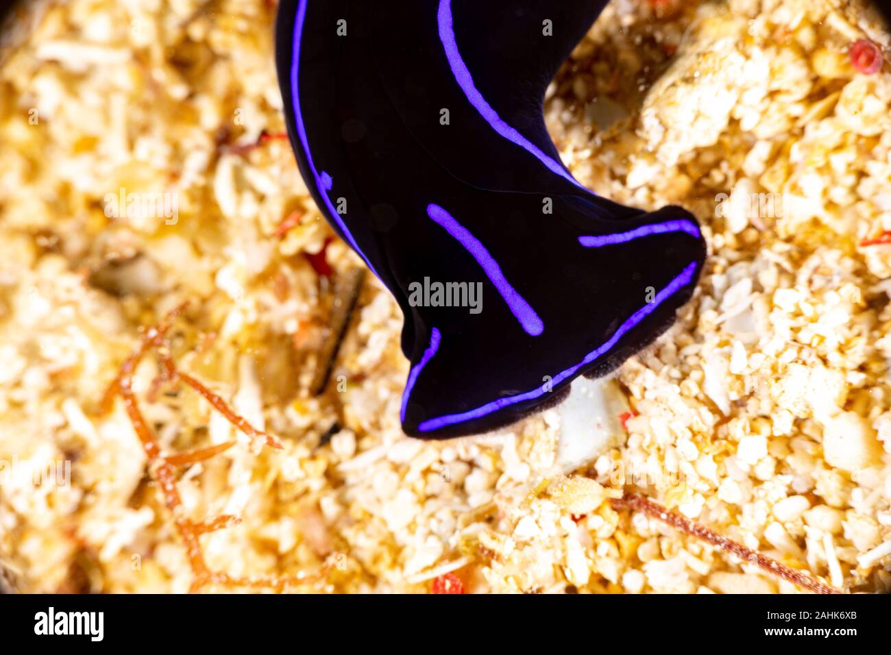 Blue Velvet Headshield Slug, Chelidonura varians, is a species of small ...