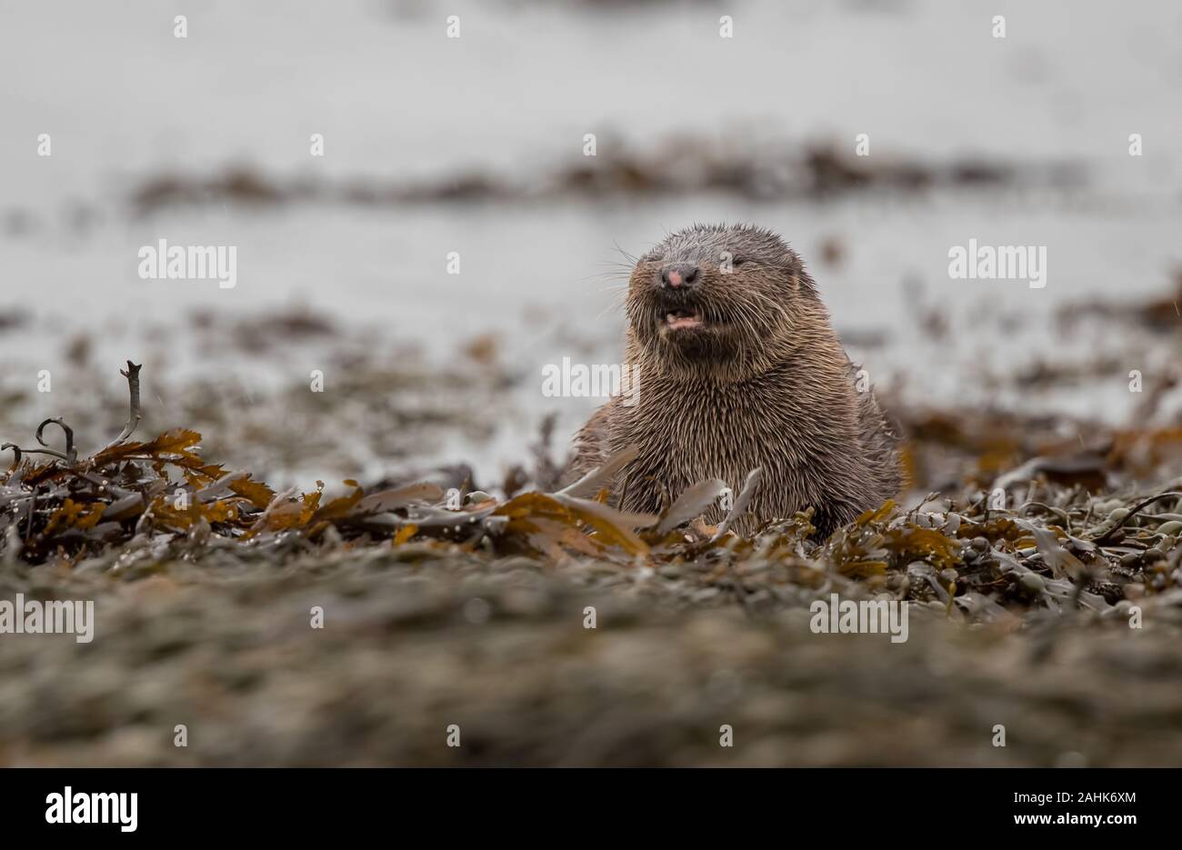 Otter in Seaweed Stock Photo - Alamy