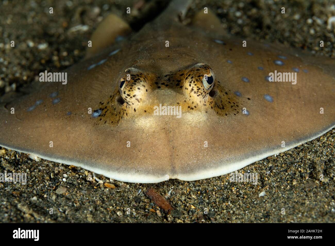 bluespotted stingray, Neotrygon kuhlii, Dasyatis kuhlii, also known as ...