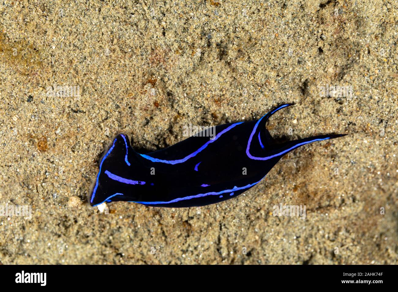 Blue Velvet Sea Slug High Resolution Stock Photography and Images - Alamy