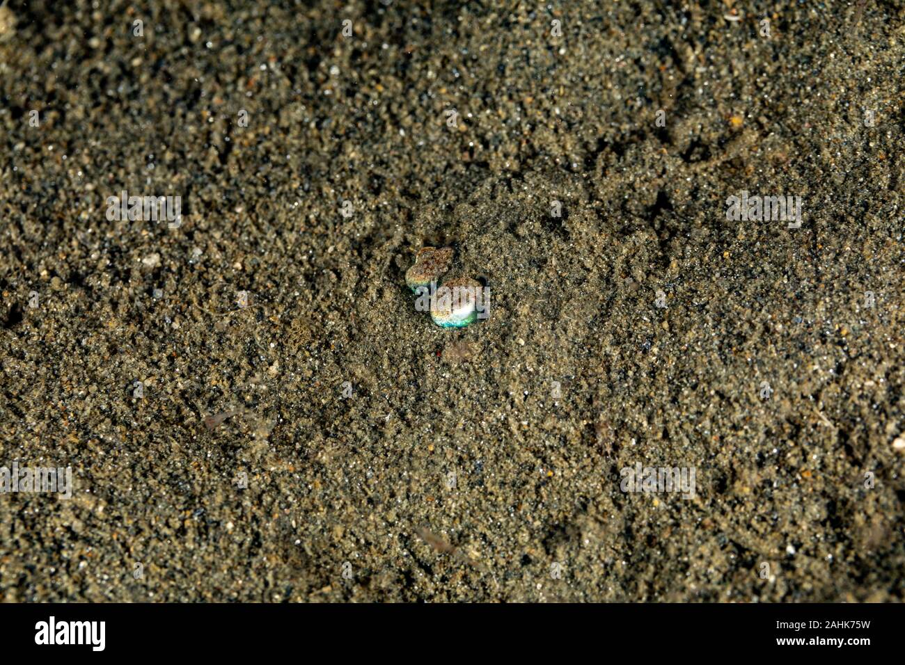 Bobtail squid (order Sepiolida) are a group of cephalopods closely ...