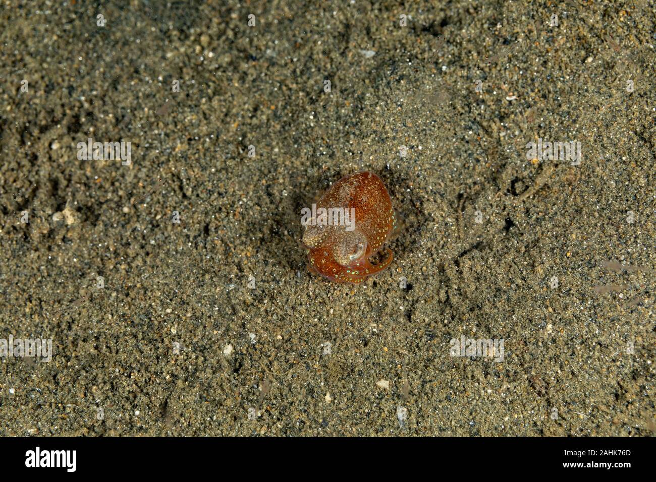 Bobtail squid (order Sepiolida) are a group of cephalopods closely ...