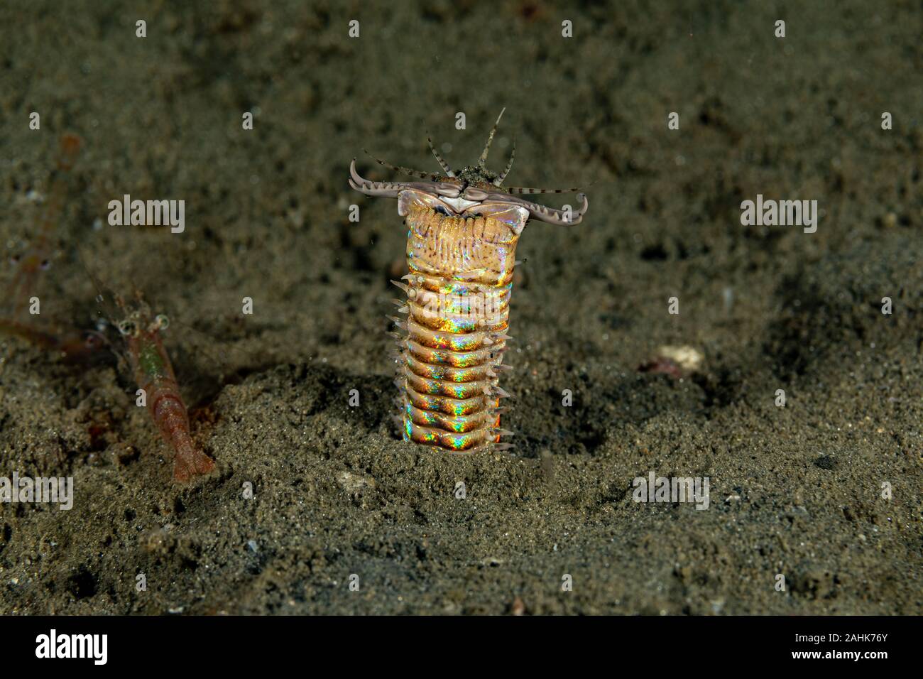 Sand worm monster hi-res stock photography and images - Alamy