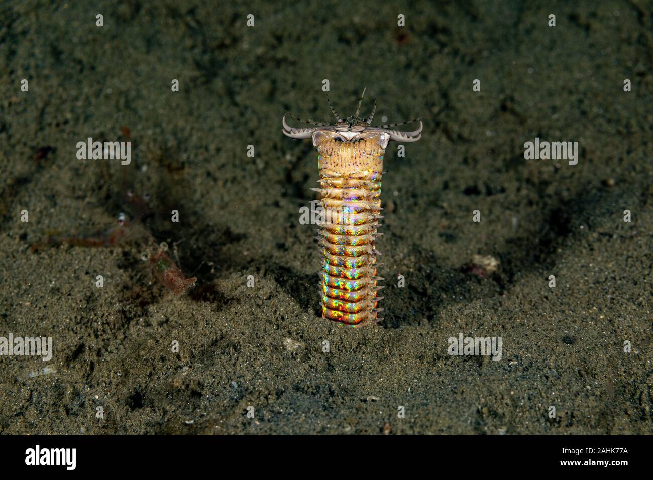 Sand worm monster hi-res stock photography and images - Alamy