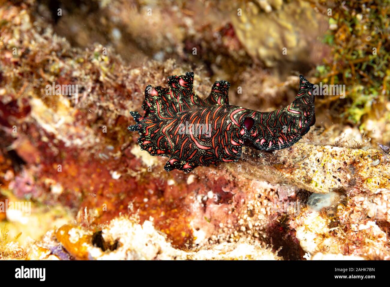 Bedfords Flatworm Pseudobiceros Bedfordi Is A Species Of Flatworm In