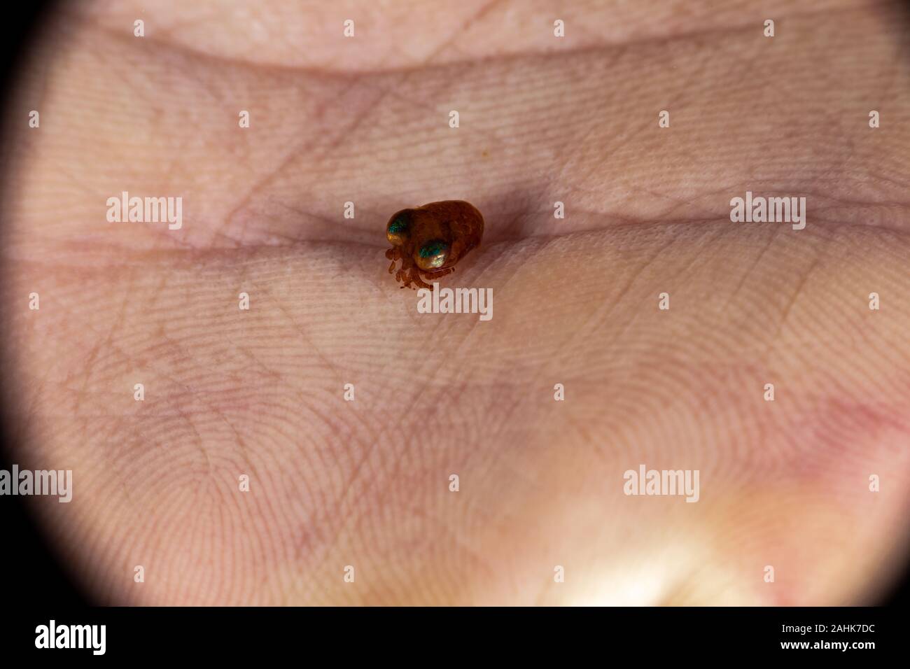 Bobtail squid (order Sepiolida) are a group of cephalopods closely ...
