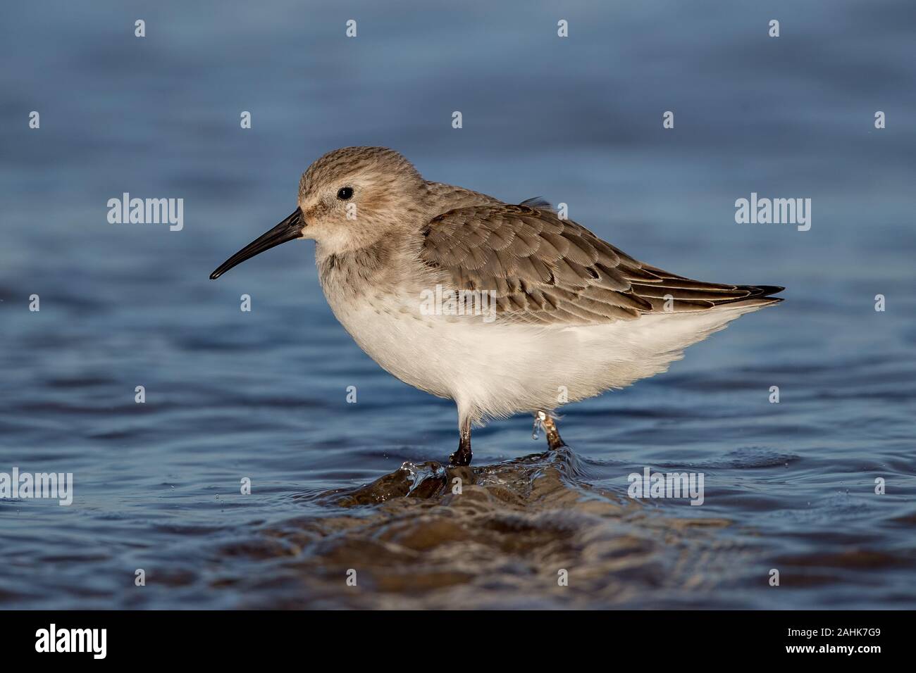 Dunlin in Water Stock Photo - Alamy