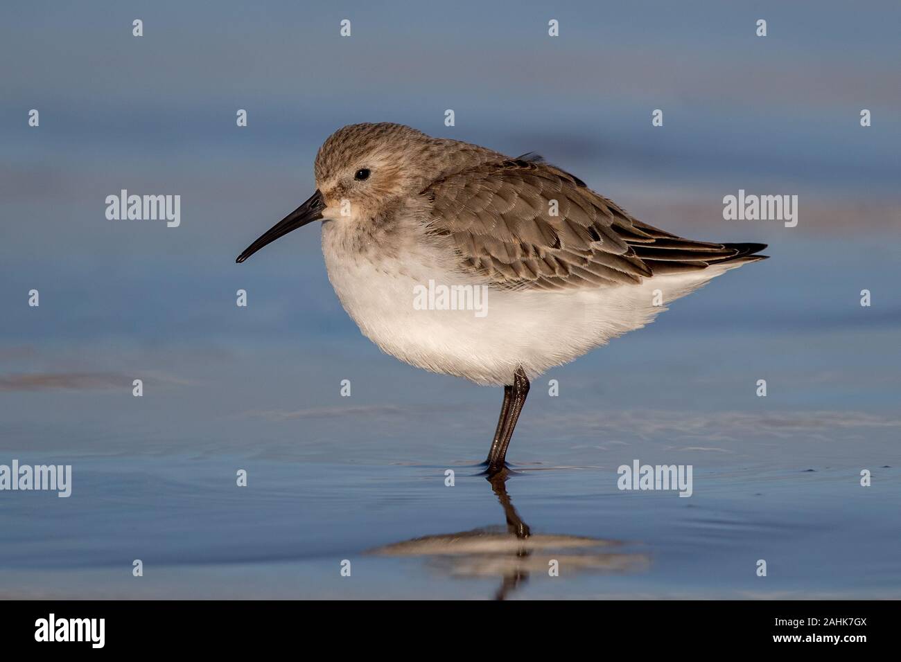 Dunlin in Water Stock Photo - Alamy