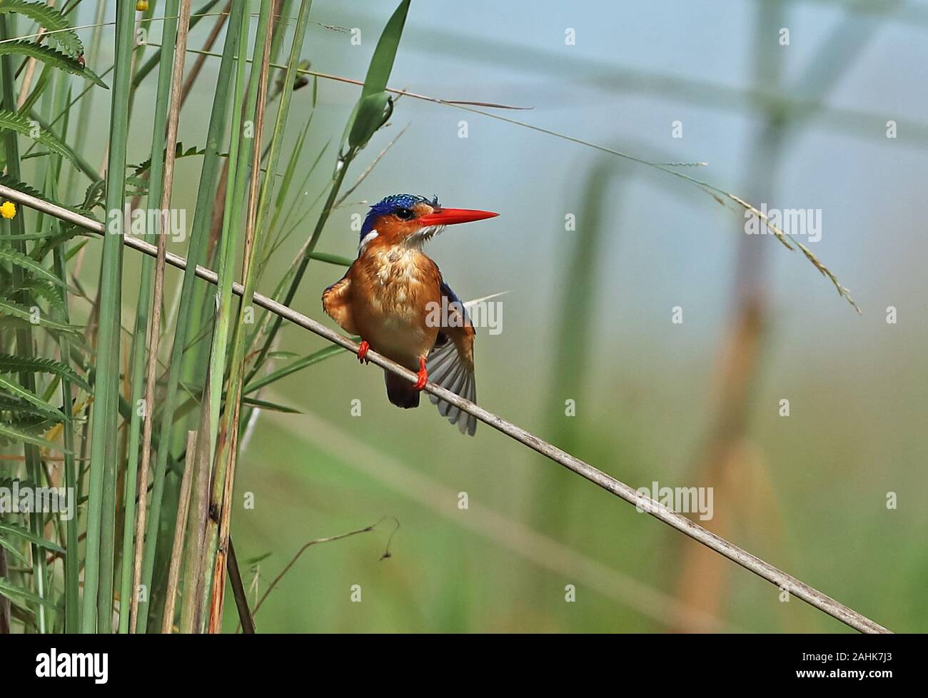 Wing stretching after preening hi-res stock photography and images - Alamy
