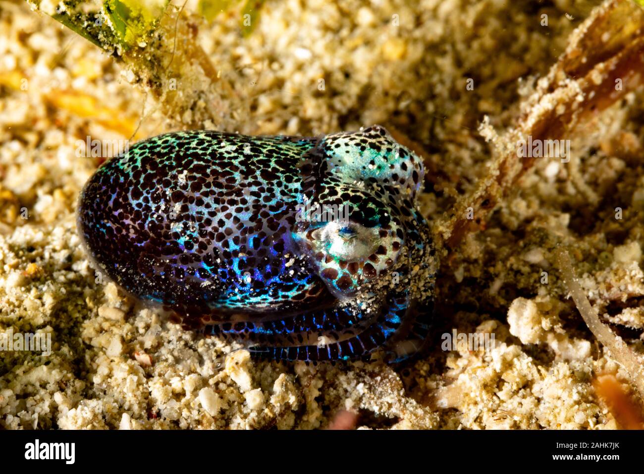 Bobtail squid (order Sepiolida) are a group of cephalopods closely ...