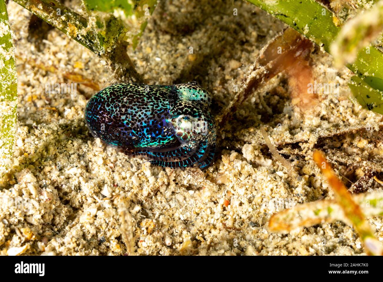 Bobtail squid (order Sepiolida) are a group of cephalopods closely ...