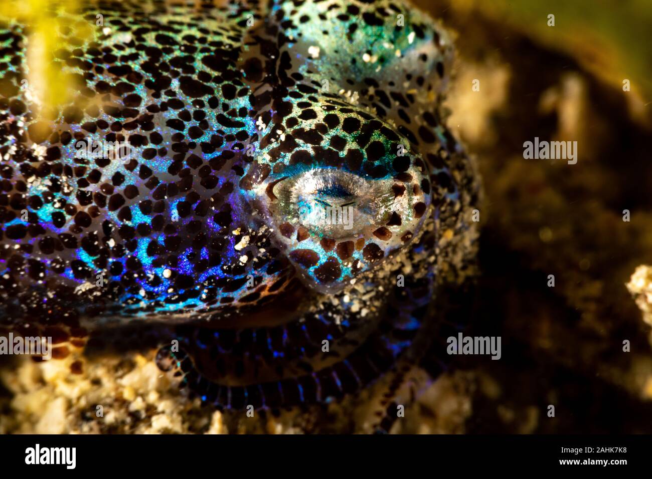 Bioluminescence squid underwater hi-res stock photography and images ...