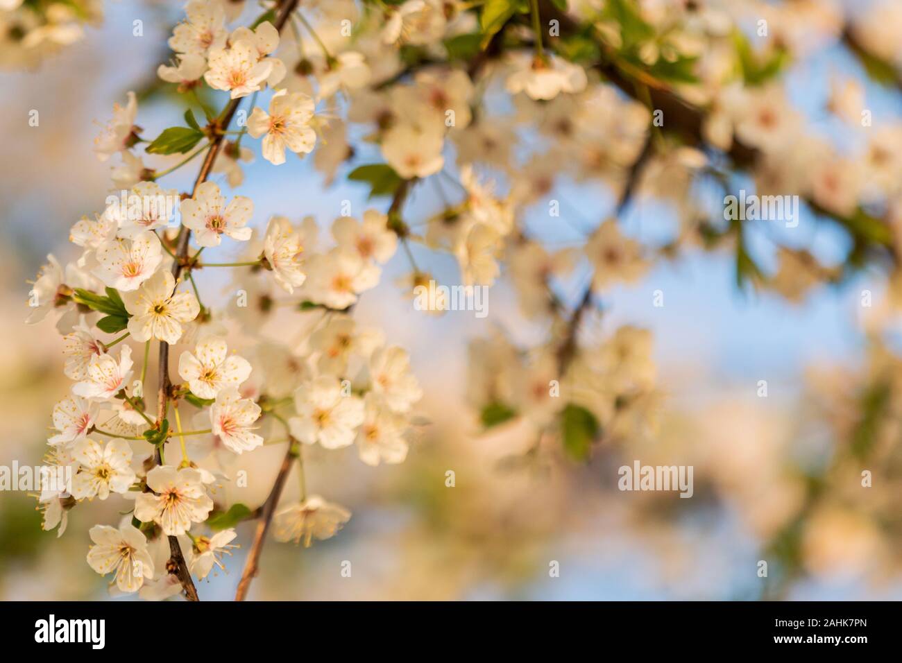 beautiful spring flowers on a tree at sunrise Stock Photo - Alamy