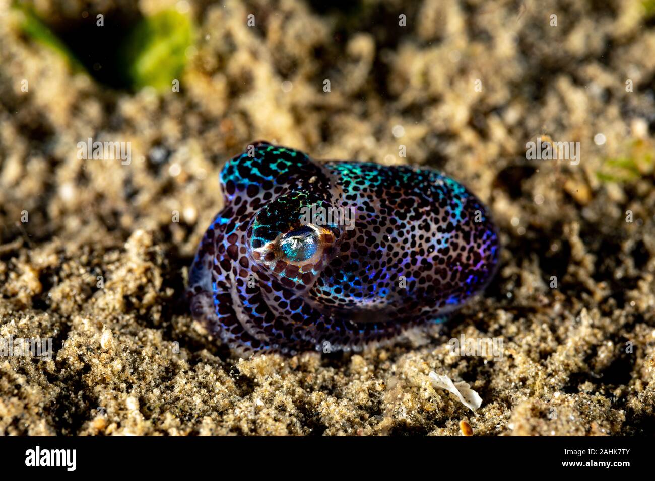 Bobtail squid (order Sepiolida) are a group of cephalopods closely ...