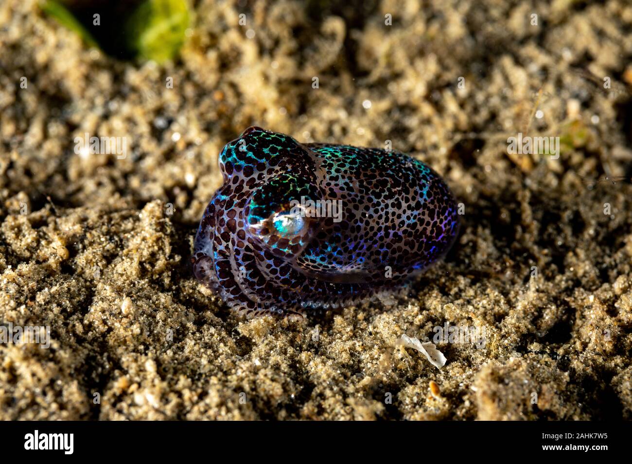 Bobtail squid (order Sepiolida) are a group of cephalopods closely ...