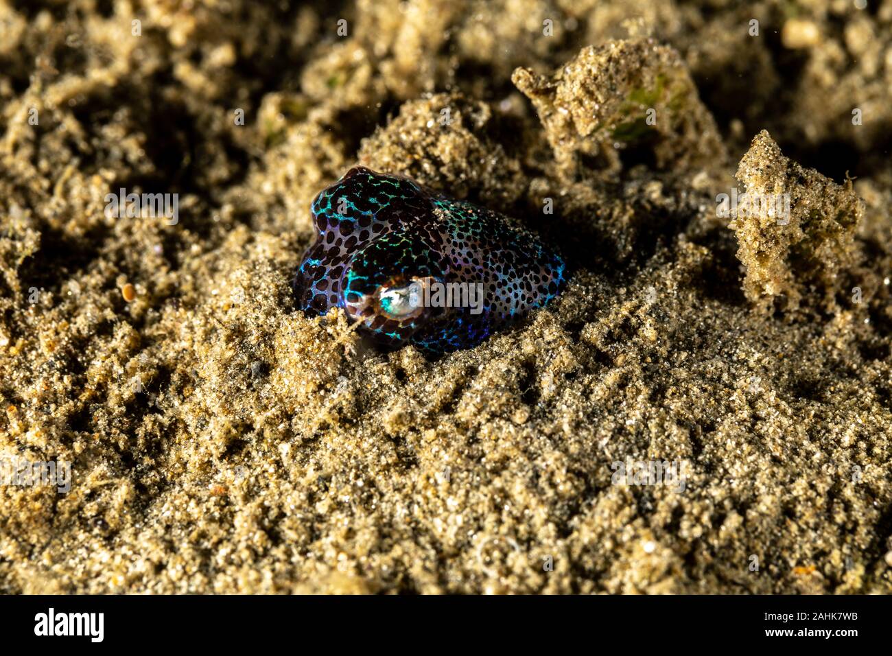 Bobtail squid (order Sepiolida) are a group of cephalopods closely ...