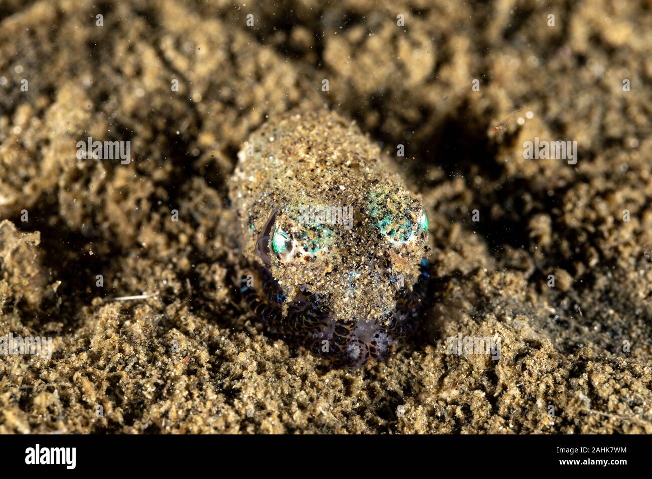 Bobtail squid (order Sepiolida) are a group of cephalopods closely ...