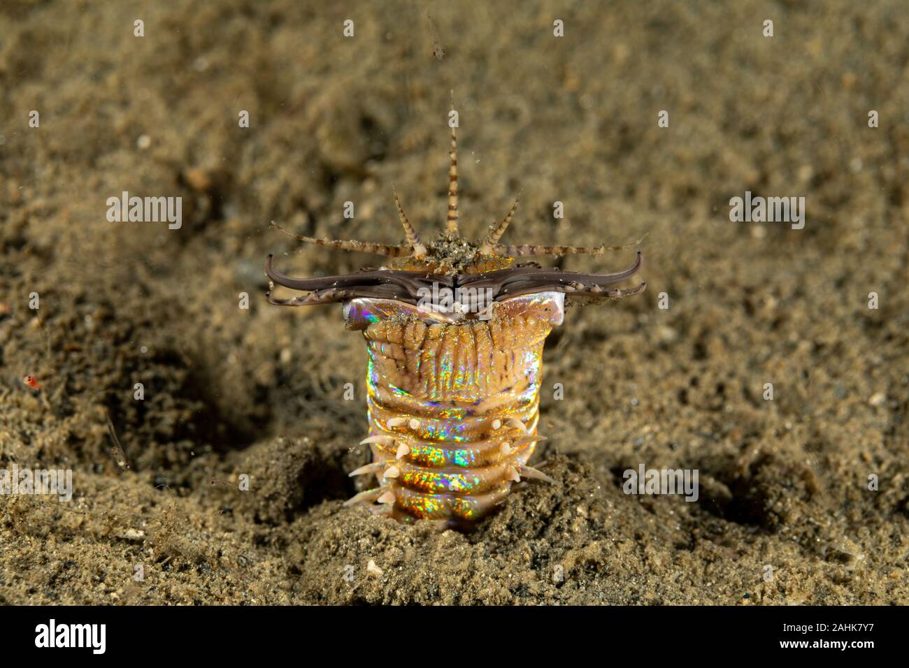 Sand worm monster hi-res stock photography and images - Alamy
