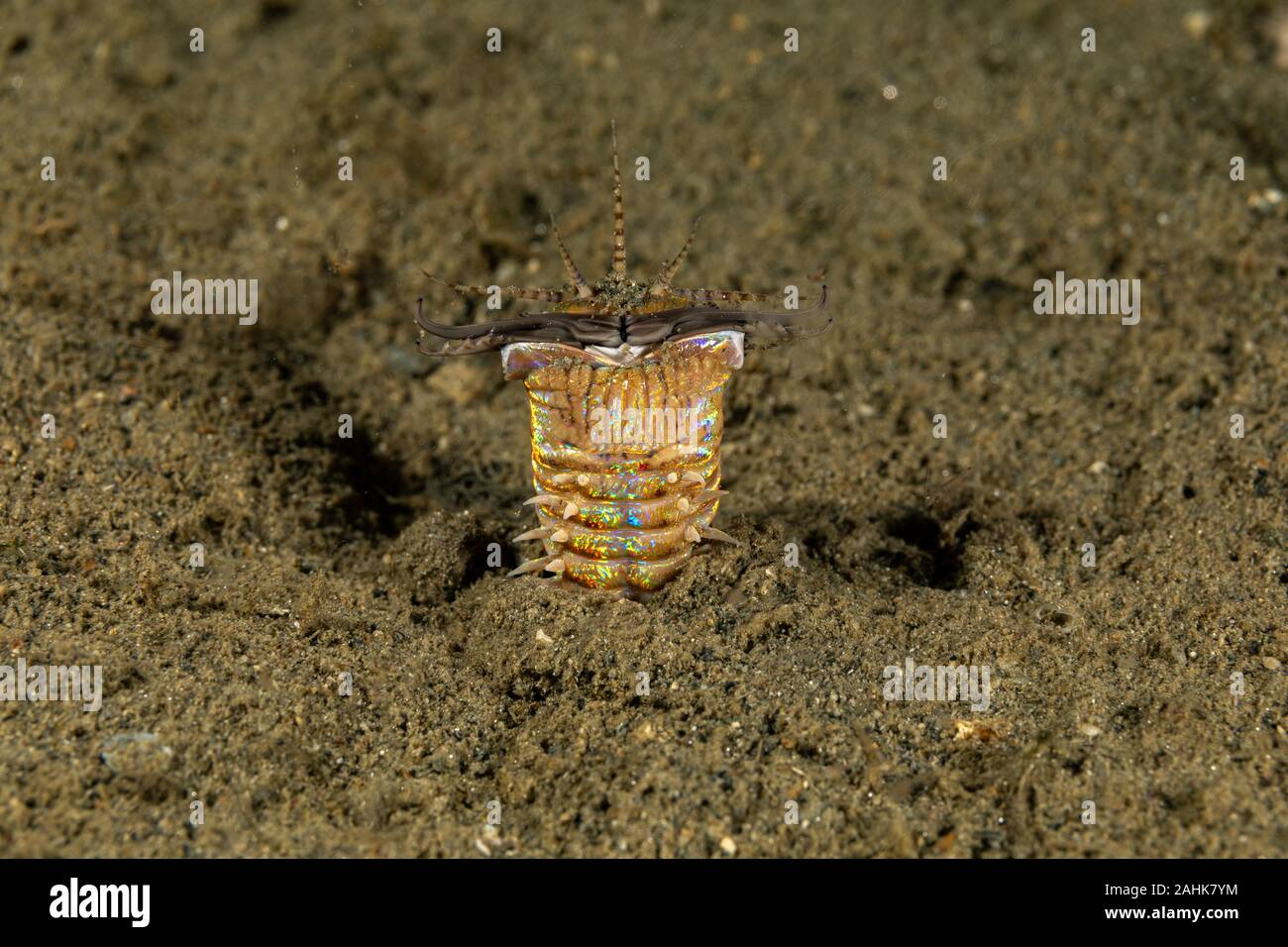Predatory Worm High Resolution Stock Photography and Images - Alamy