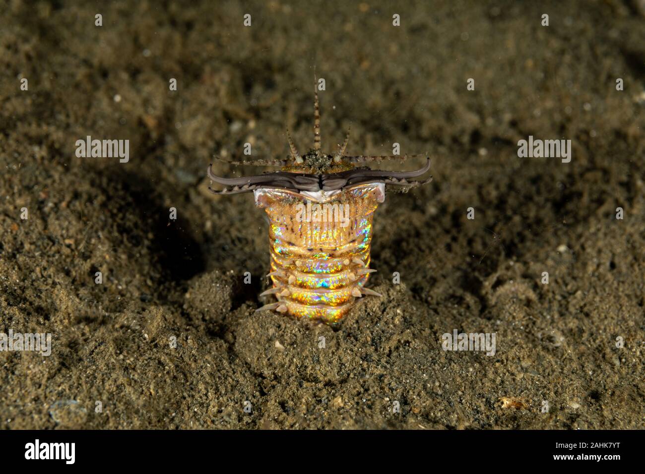 Sand worm monster hi-res stock photography and images - Alamy