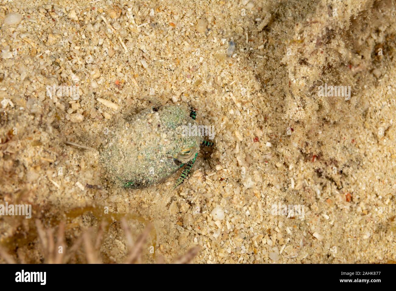 Bobtail squid (order Sepiolida) are a group of cephalopods closely ...
