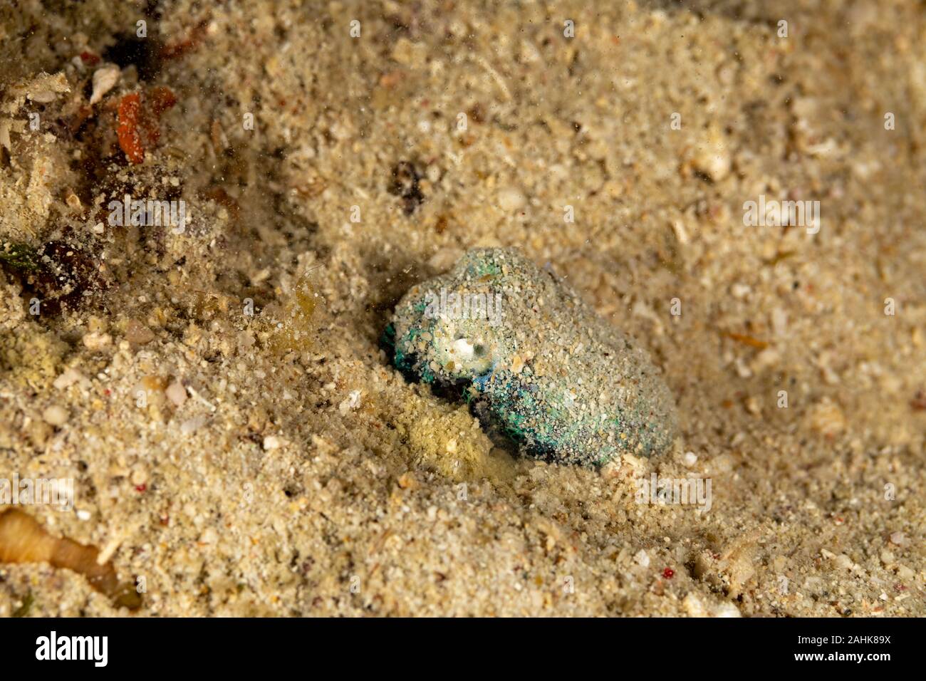 Bobtail squid (order Sepiolida) are a group of cephalopods closely ...
