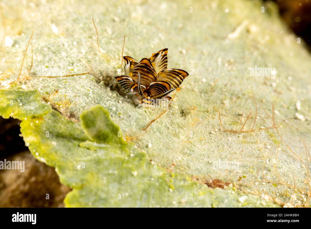 Black Linded Sapsucking Slug , Cyerce nigra Stock Photo - Alamy