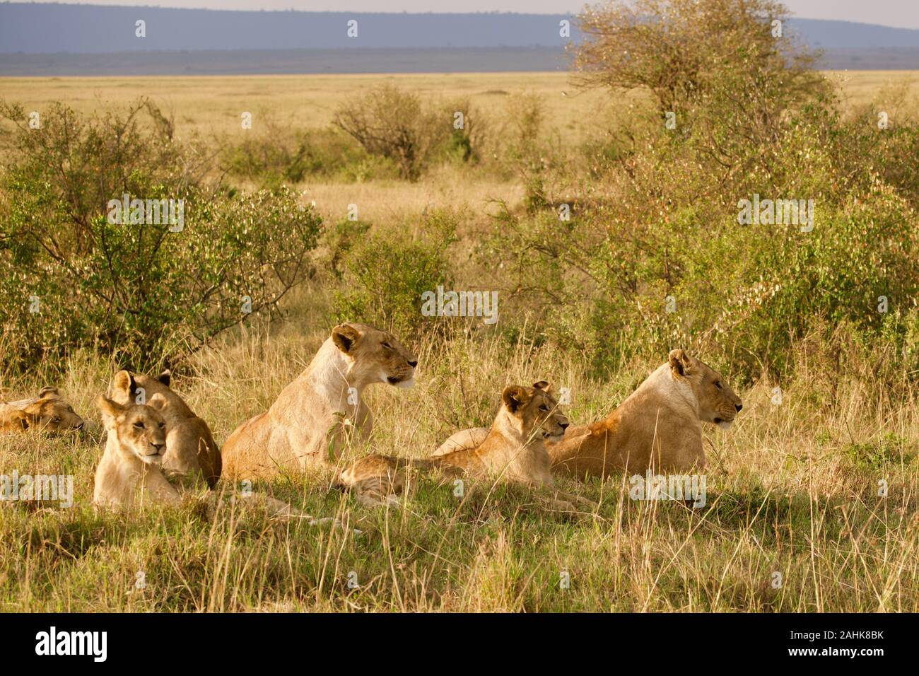 lion pride in the maasai mara Stock Photo - Alamy