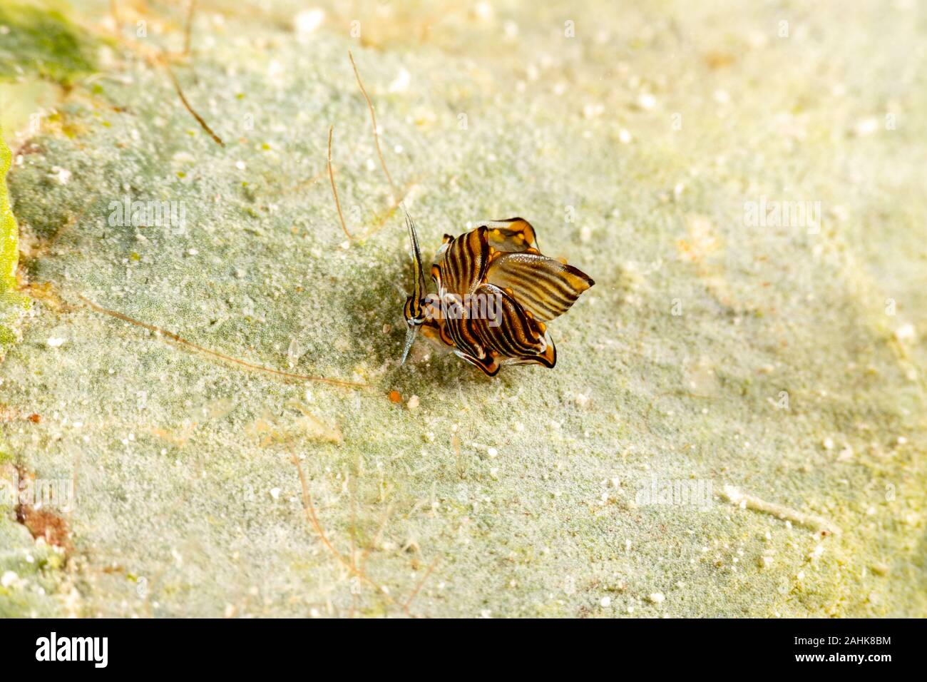 Black Linded Sapsucking Slug , Cyerce nigra Stock Photo - Alamy