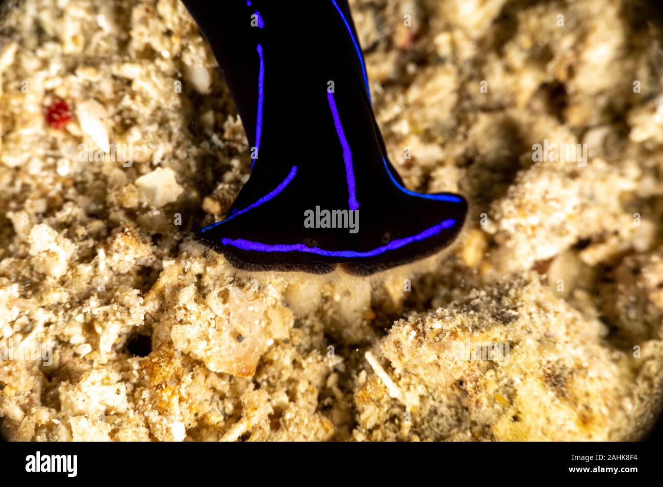 Blue velvet nudibranch hi-res stock photography and images - Alamy