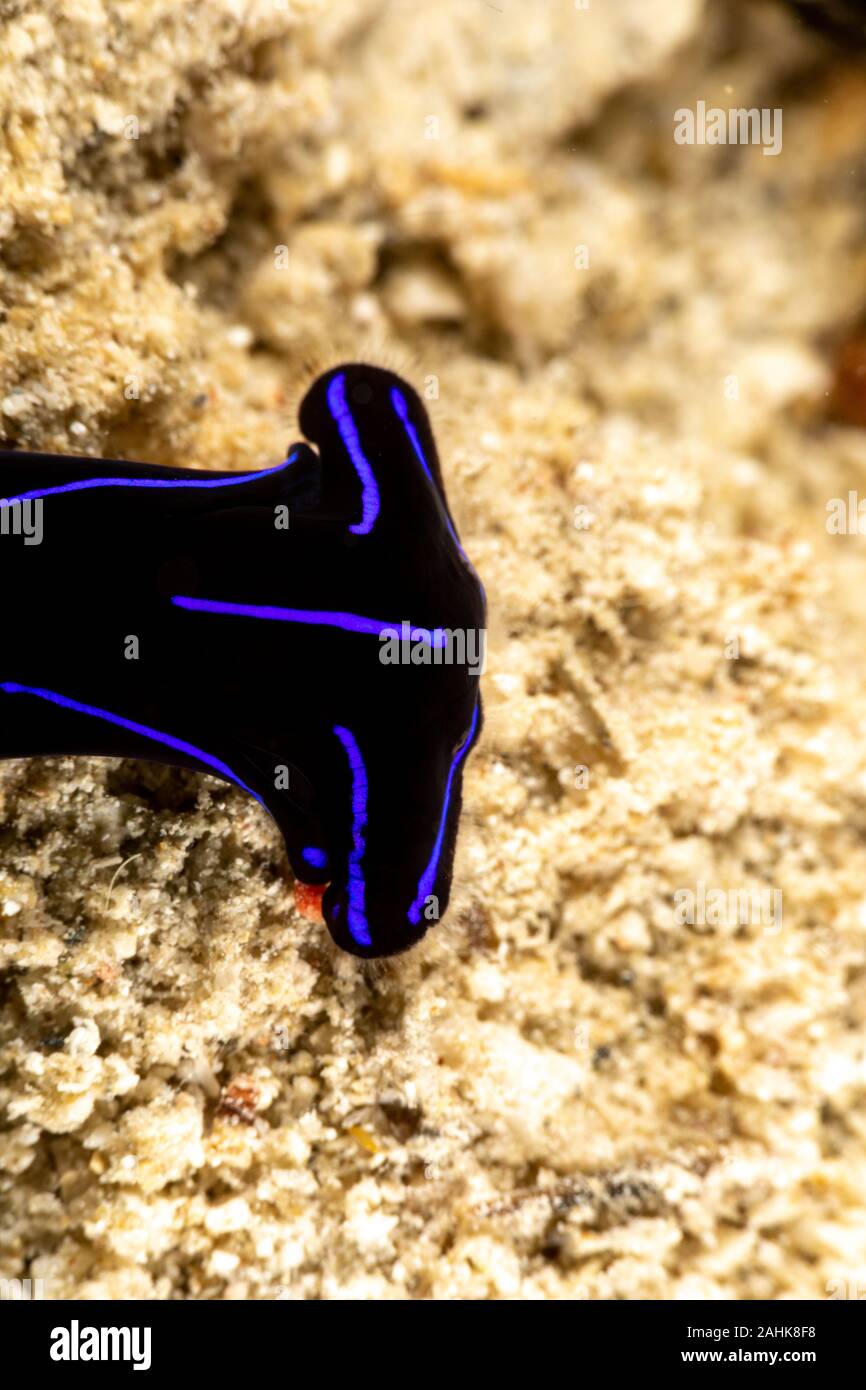 Blue velvet nudibranch hi-res stock photography and images - Alamy