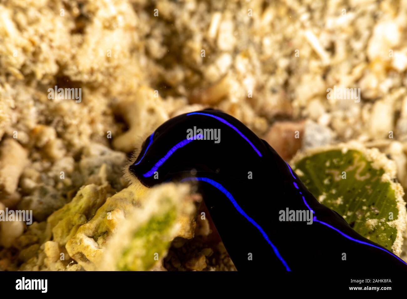 Blue Velvet Headshield Slug, Chelidonura varians, is a species of small ...