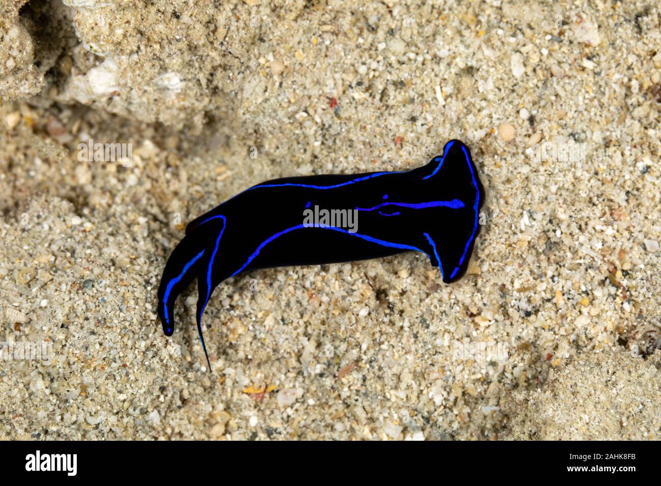 Blue velvet nudibranch hi-res stock photography and images - Alamy