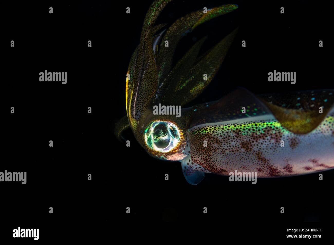 Bigfin reef squid, Sepioteuthis lessoniana during night dive Stock ...