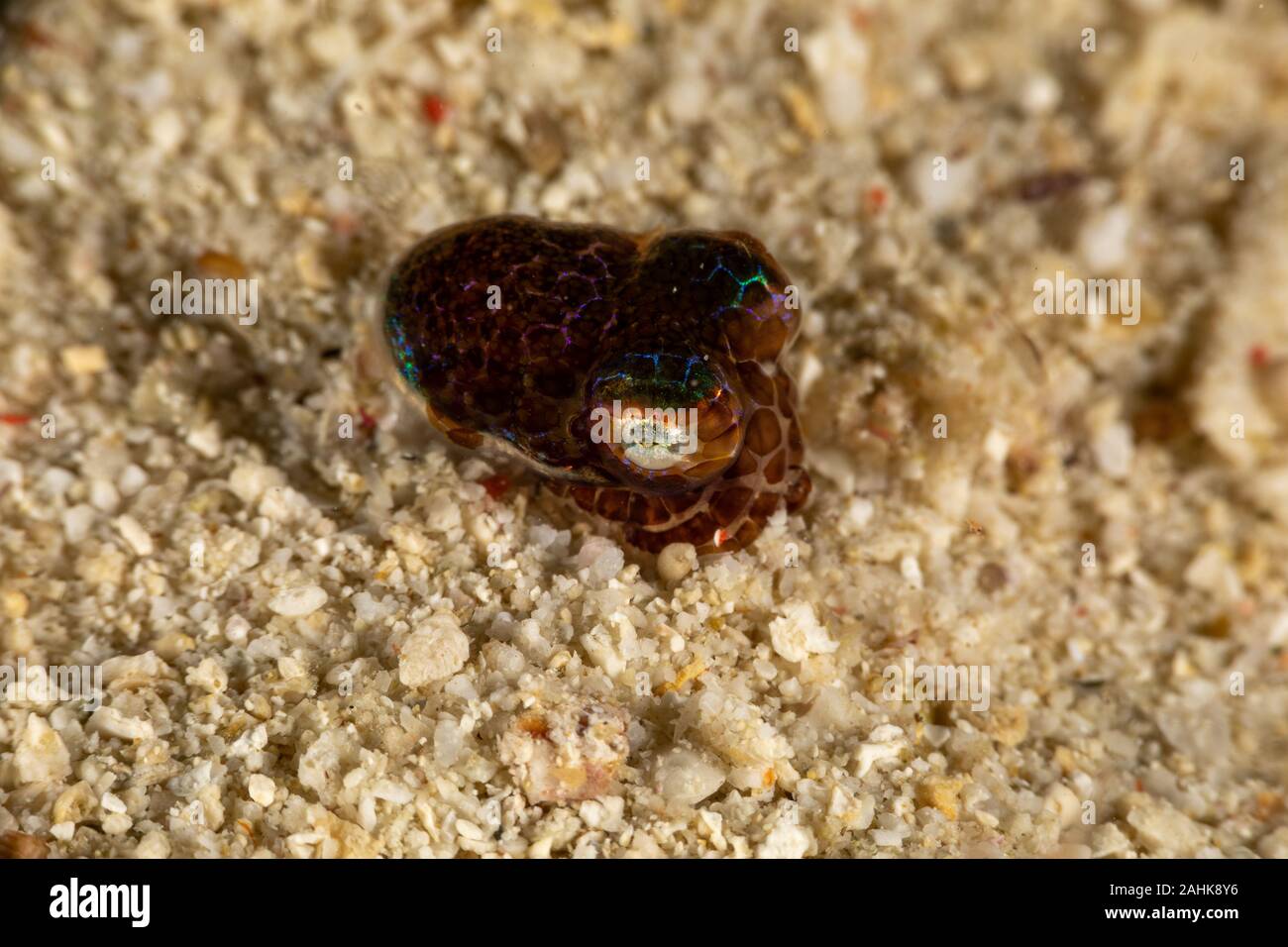 Bobtail squid (order Sepiolida) are a group of cephalopods closely ...