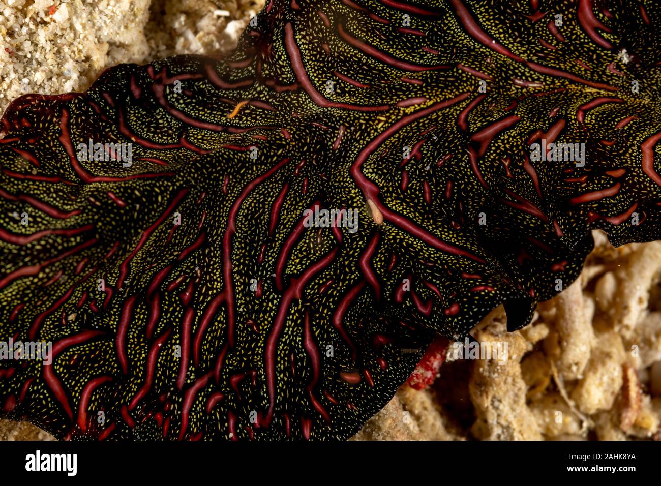 Bedfords Flatworm Pseudobiceros Bedfordi Is A Species Of Flatworm In