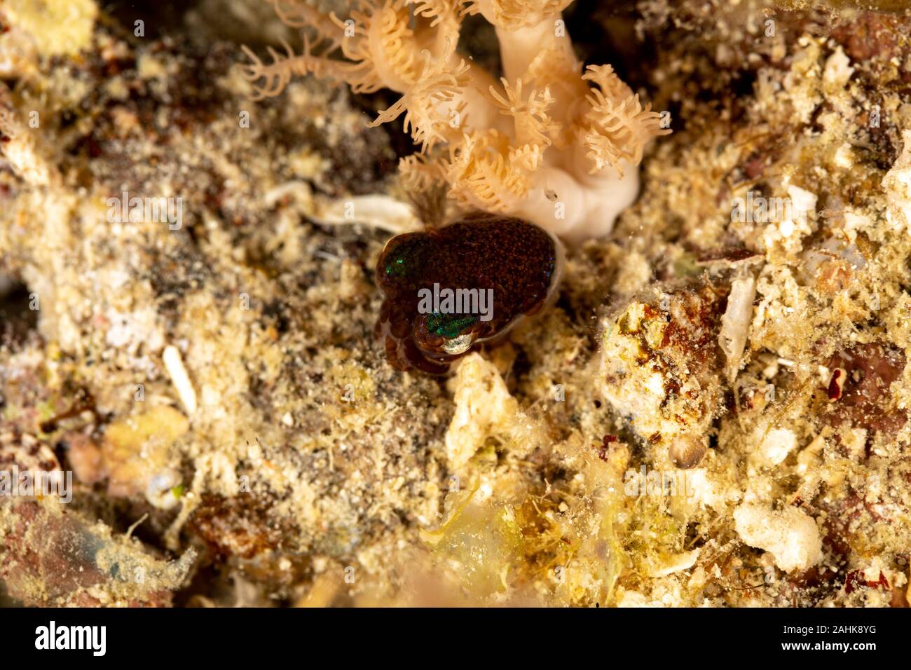 Bobtail squid (order Sepiolida) are a group of cephalopods closely ...