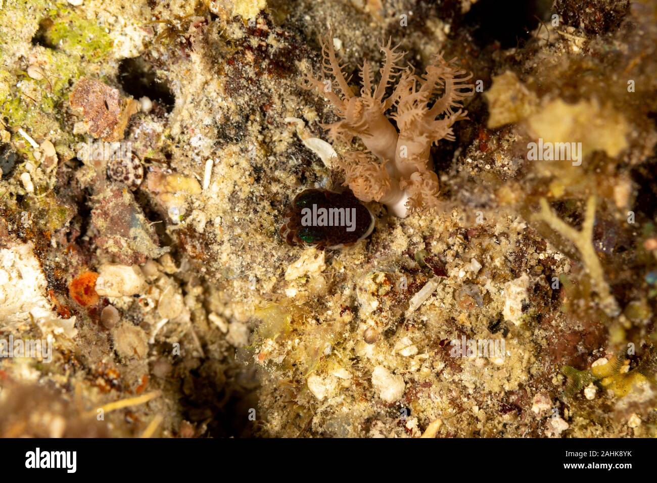 Bobtail squid (order Sepiolida) are a group of cephalopods closely ...