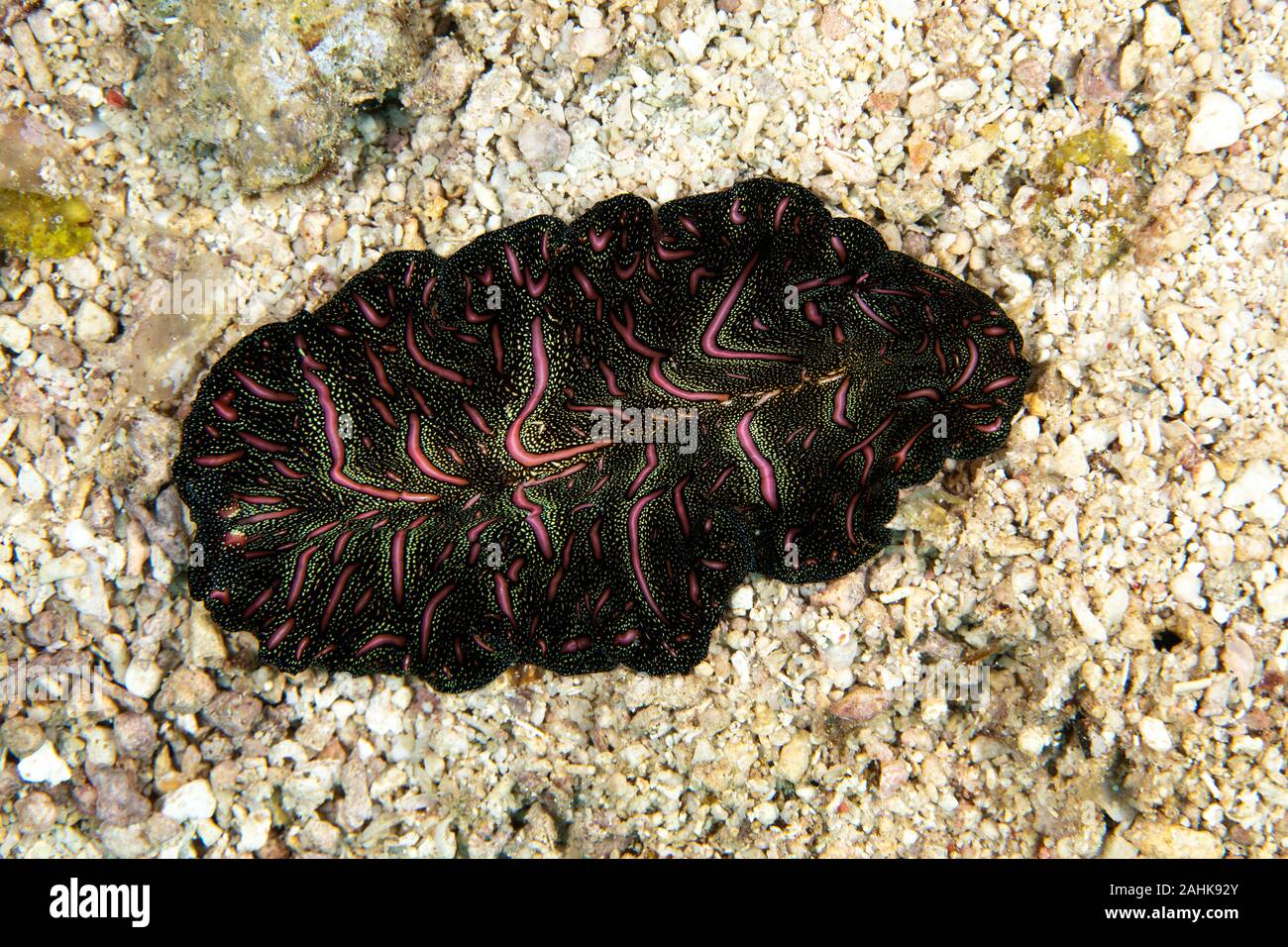 Bedfords Flatworm Pseudobiceros Bedfordi Is A Species Of Flatworm In