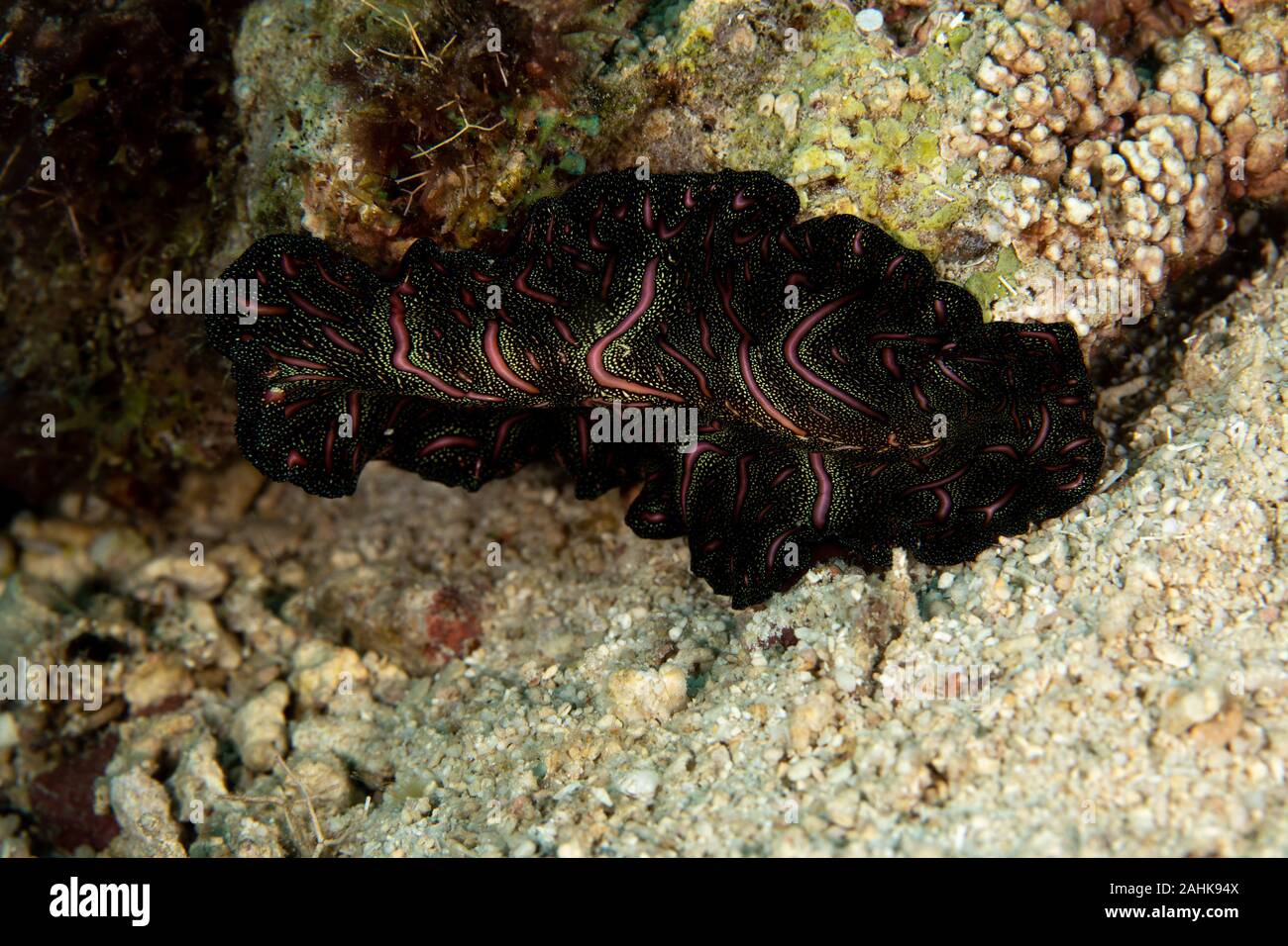 Bedfords Flatworm Pseudobiceros Bedfordi Is A Species Of Flatworm In