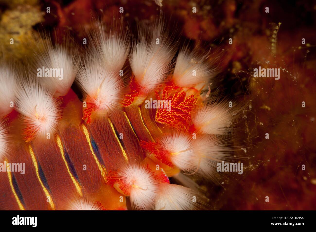 The bearded fireworm (Hermodice carunculata) is a type of marine ...