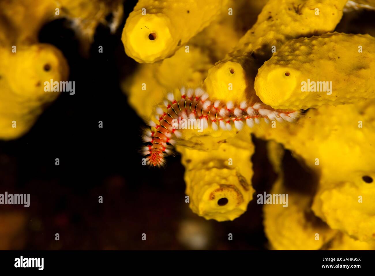 The bearded fireworm (Hermodice carunculata) is a type of marine ...