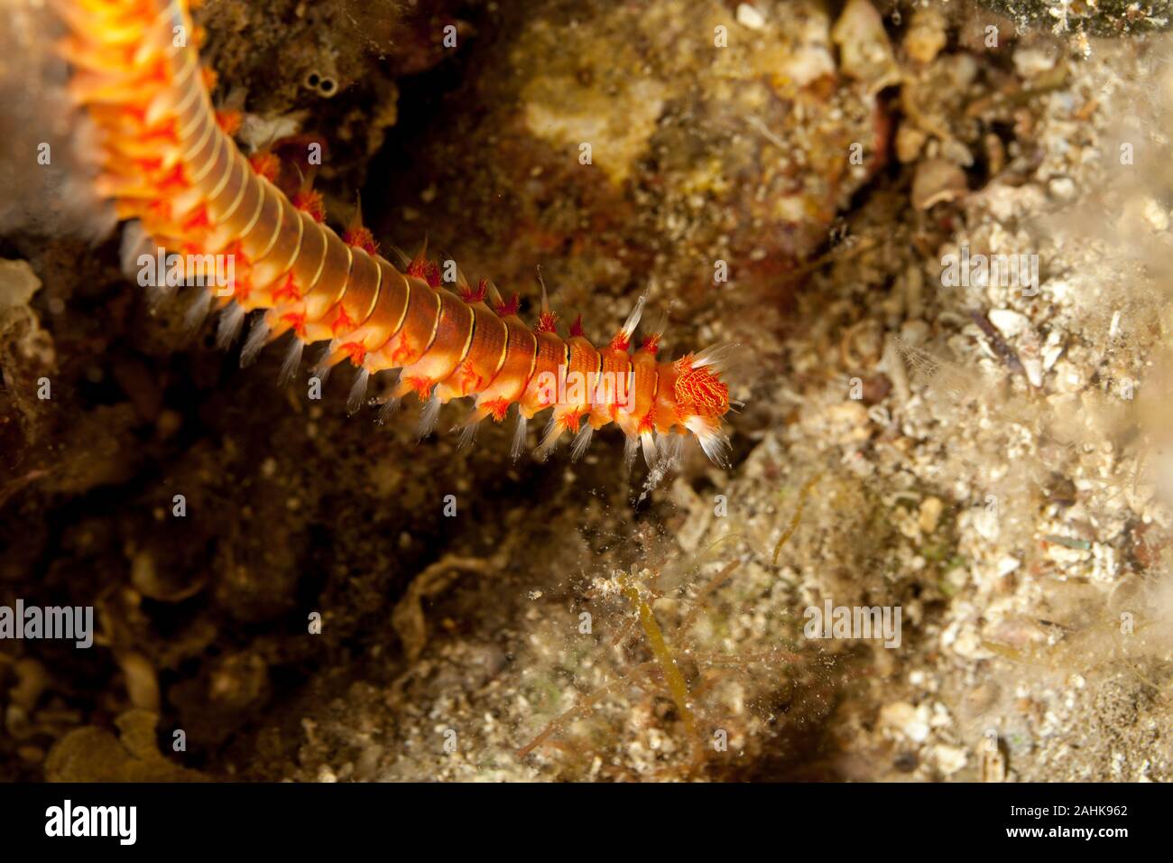 The bearded fireworm (Hermodice carunculata) is a type of marine ...