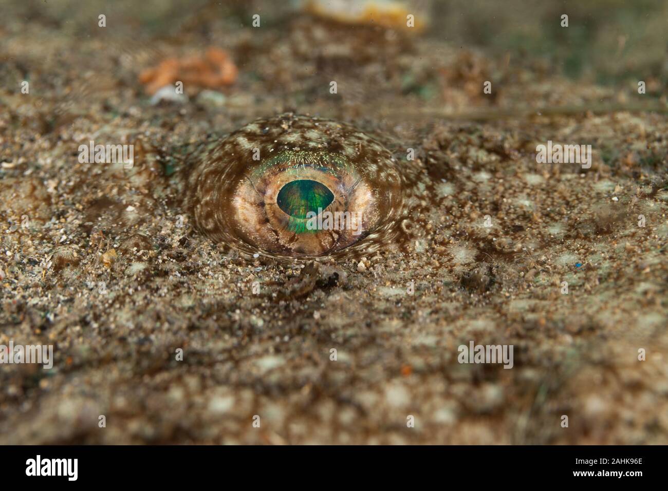 Angler, monkfish, Lophius piscatorius Stock Photo - Alamy