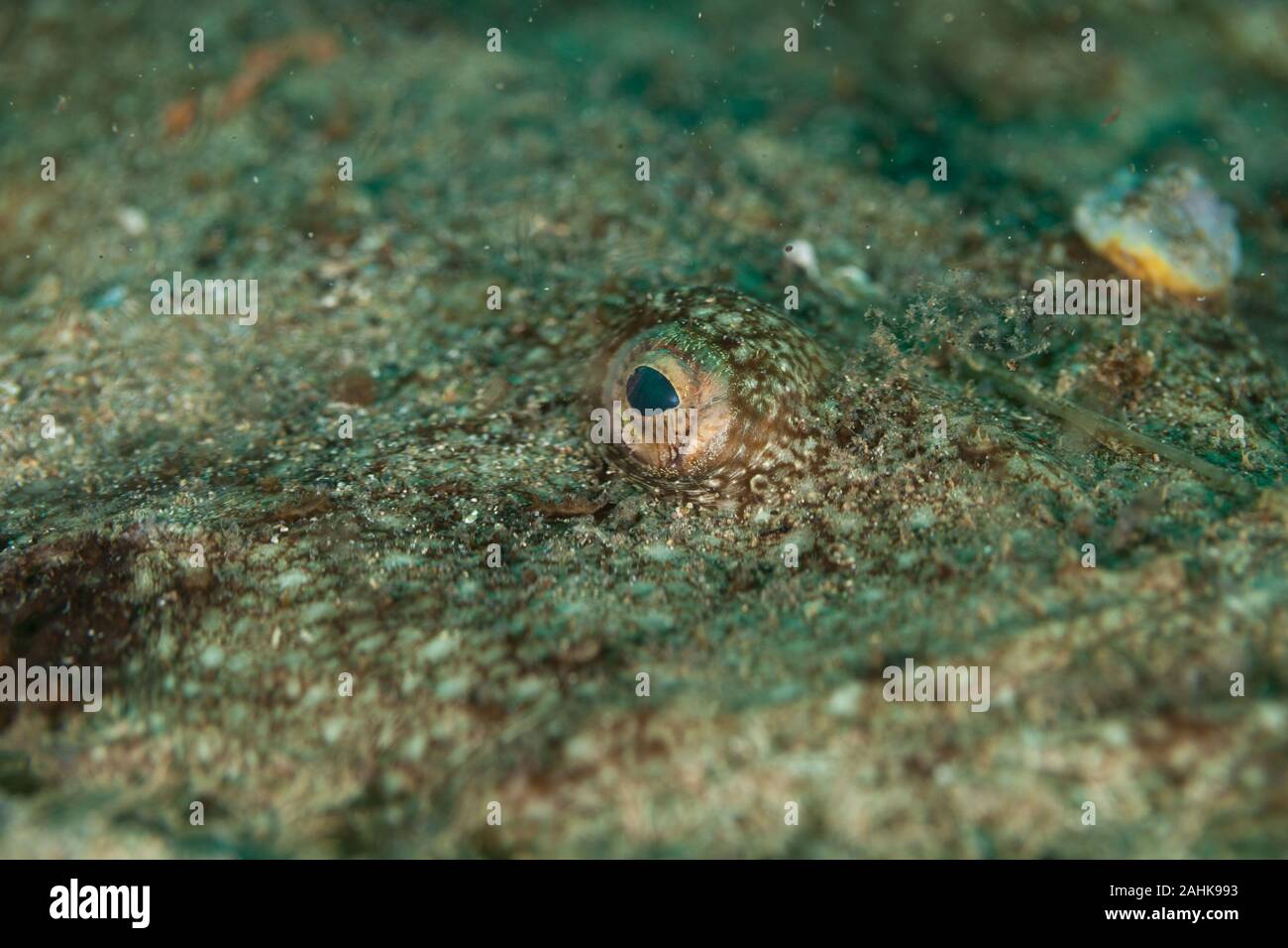 Monkfish Teeth High Resolution Stock Photography and Images - Alamy
