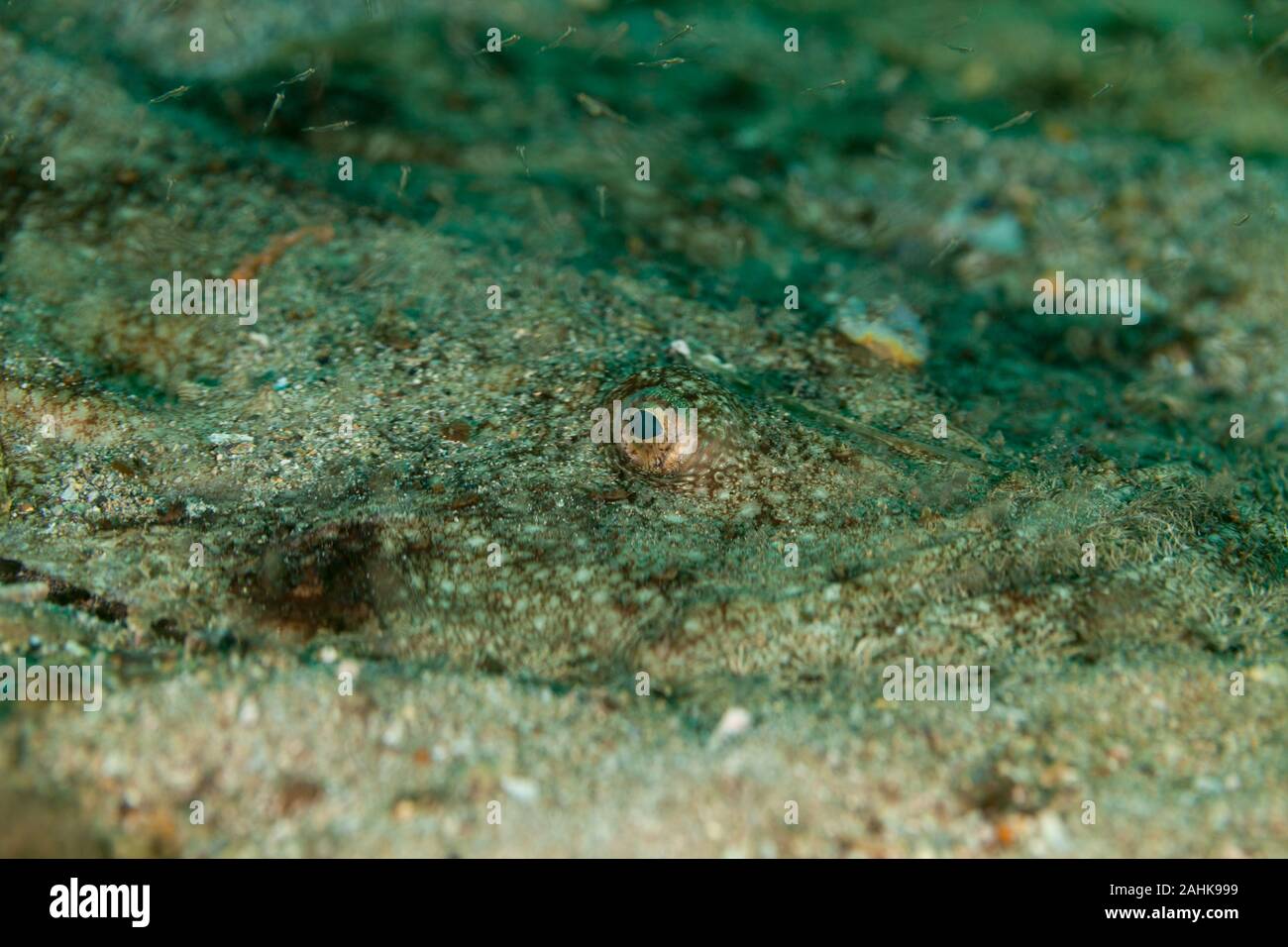 Angler, monkfish, Lophius piscatorius Stock Photo - Alamy