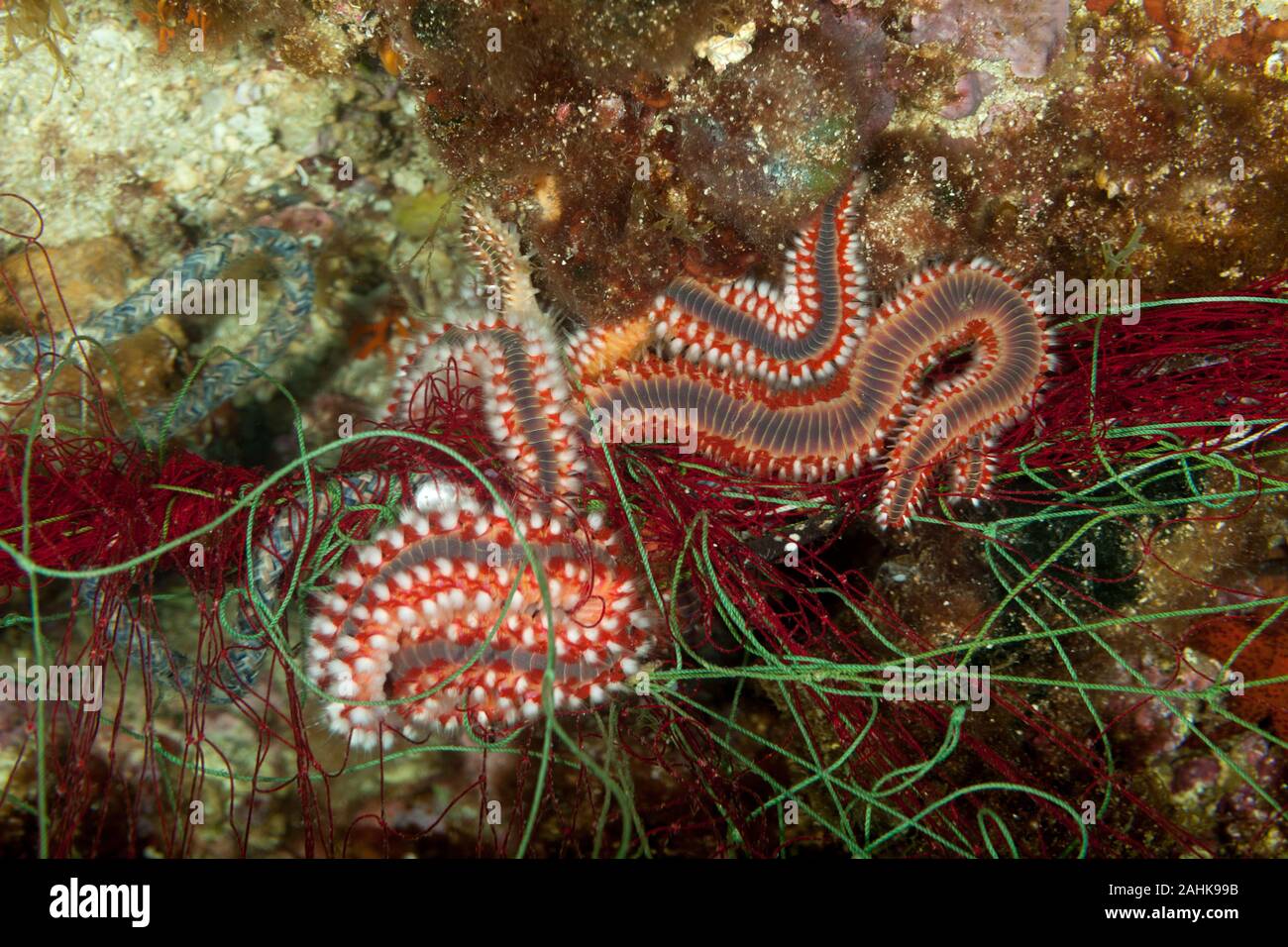 Bearded fireworm, Hermodice carunculata Stock Photo - Alamy