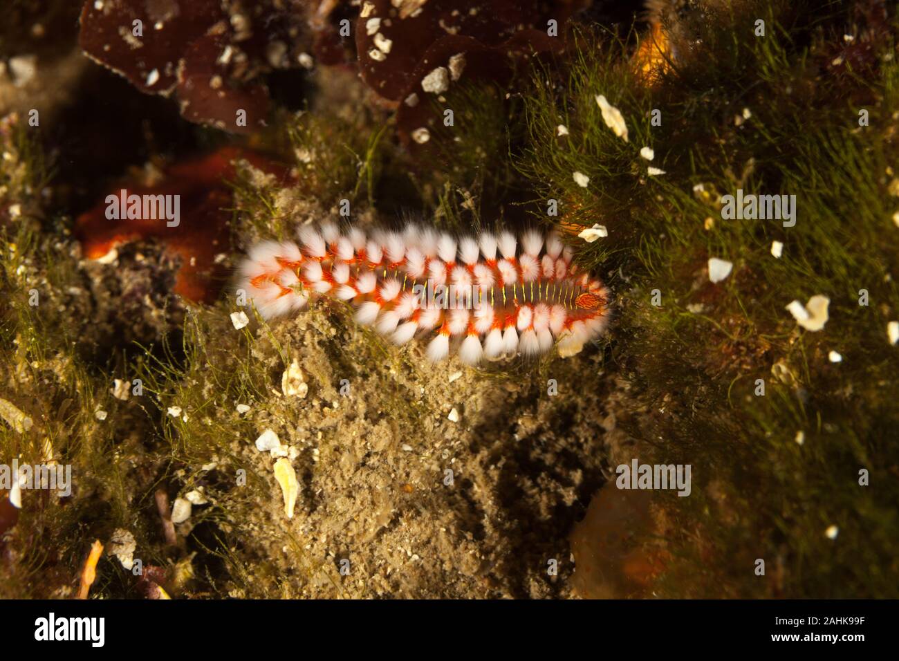 Bearded fireworm, Hermodice carunculata Stock Photo - Alamy